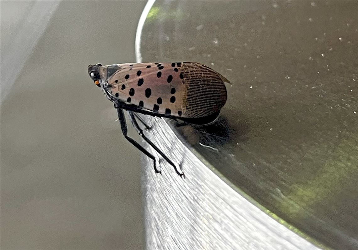 Spotted lanternfly reports drop about 75% across Pa., but Allegheny ...