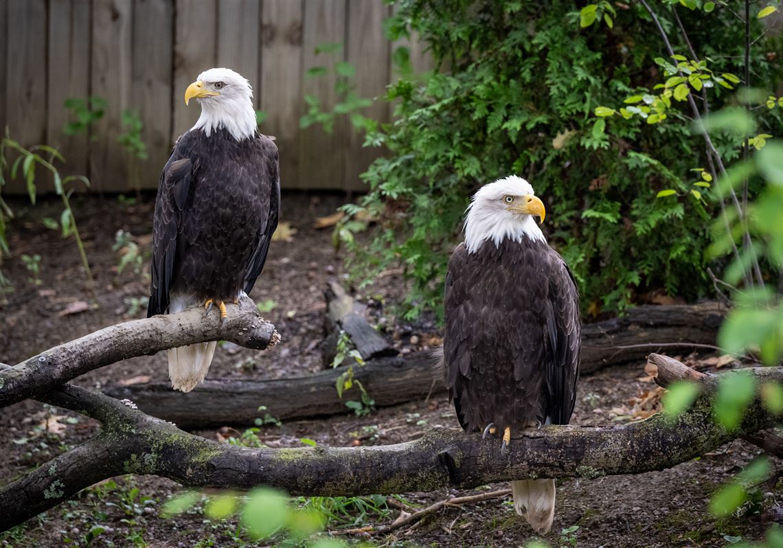 More bald eagles in Pittsburgh with landing at Pittsburgh Zoo ...