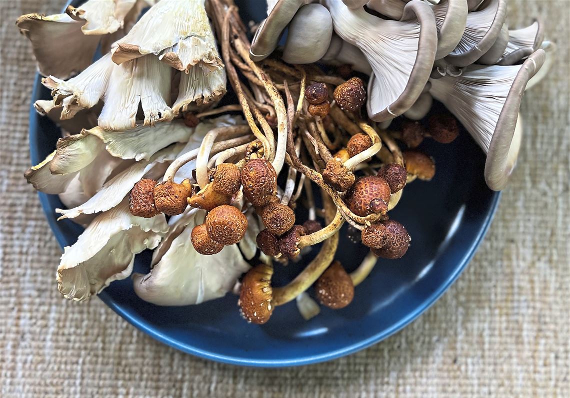 Bounty Beneath owners went from mushroom hobbyists to growers ...