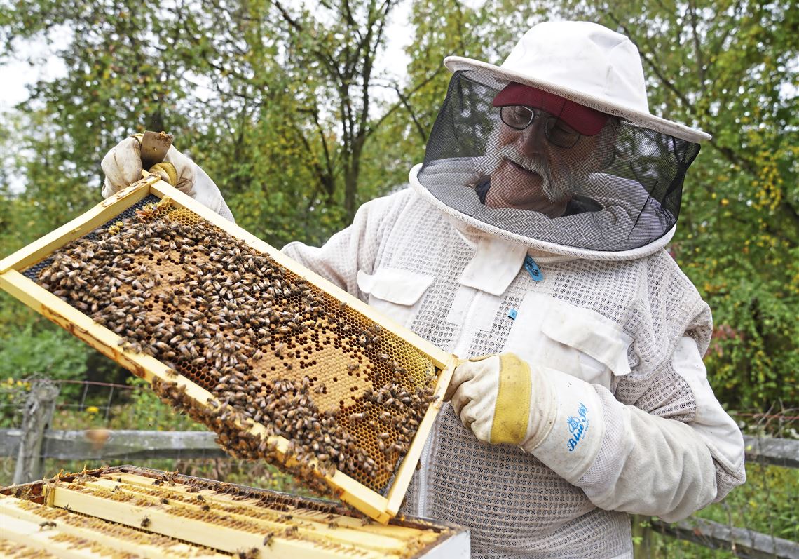 Pittsburgh Botanic Garden volunteer braves stings to commune with bees ...