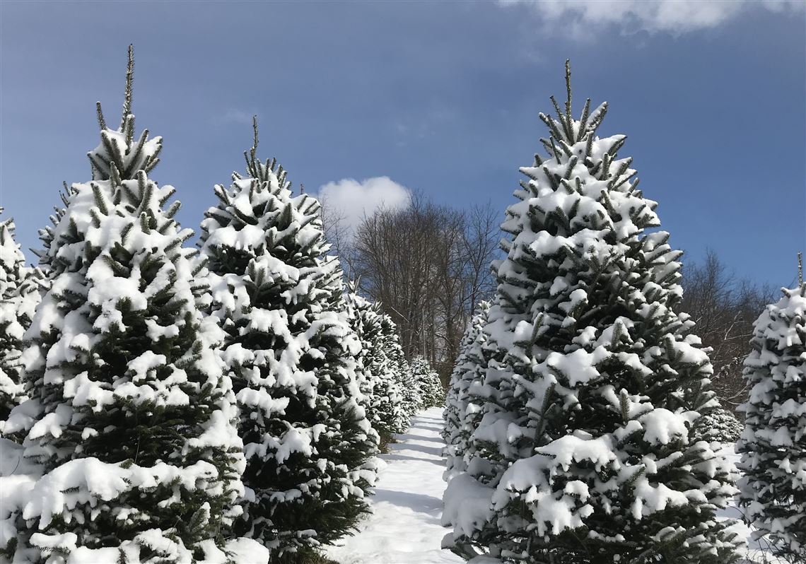 Pa. Christmas tree crops and prices are holding steady | Pittsburgh ...