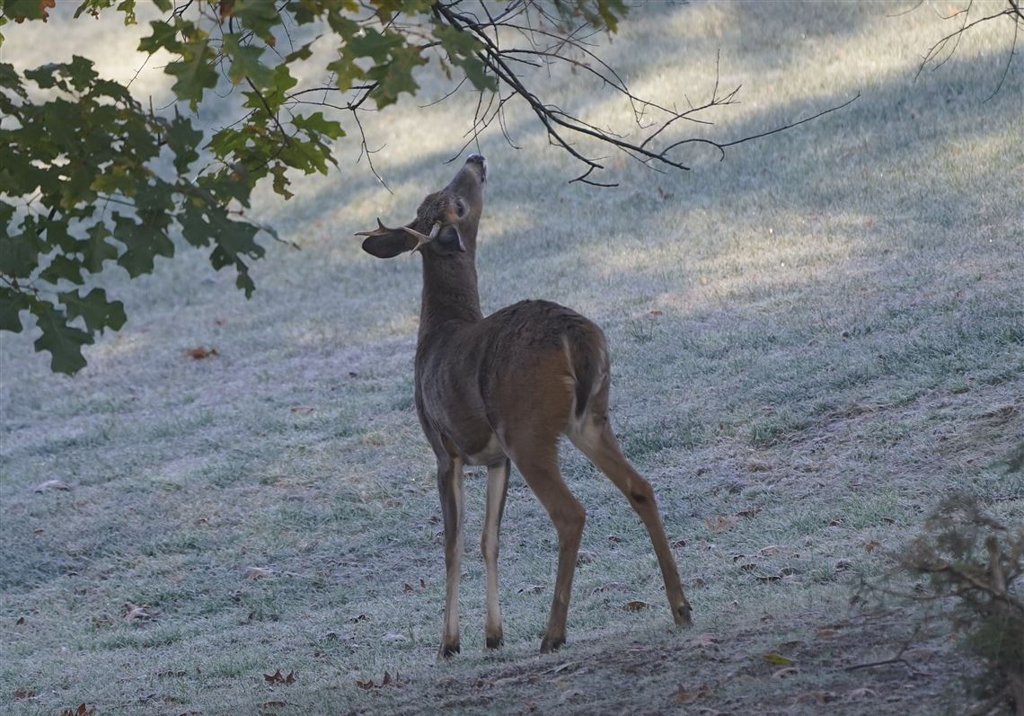 White-tailed deer decimating crops as Pa. Game Commission considers ...