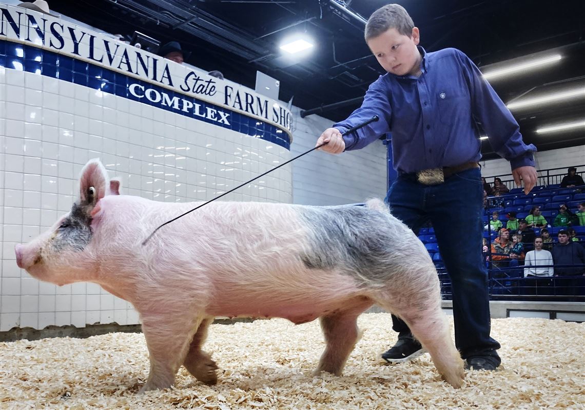 Pa. Farm Show 2025: What to see, eat and do across 8 days | Pittsburgh ...