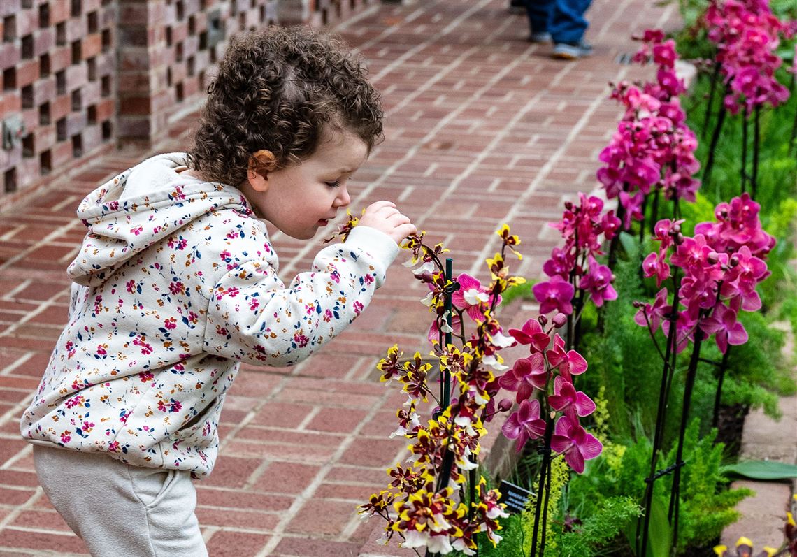 Cure for frigid temps and winter blues — 900 blooming orchids and ...