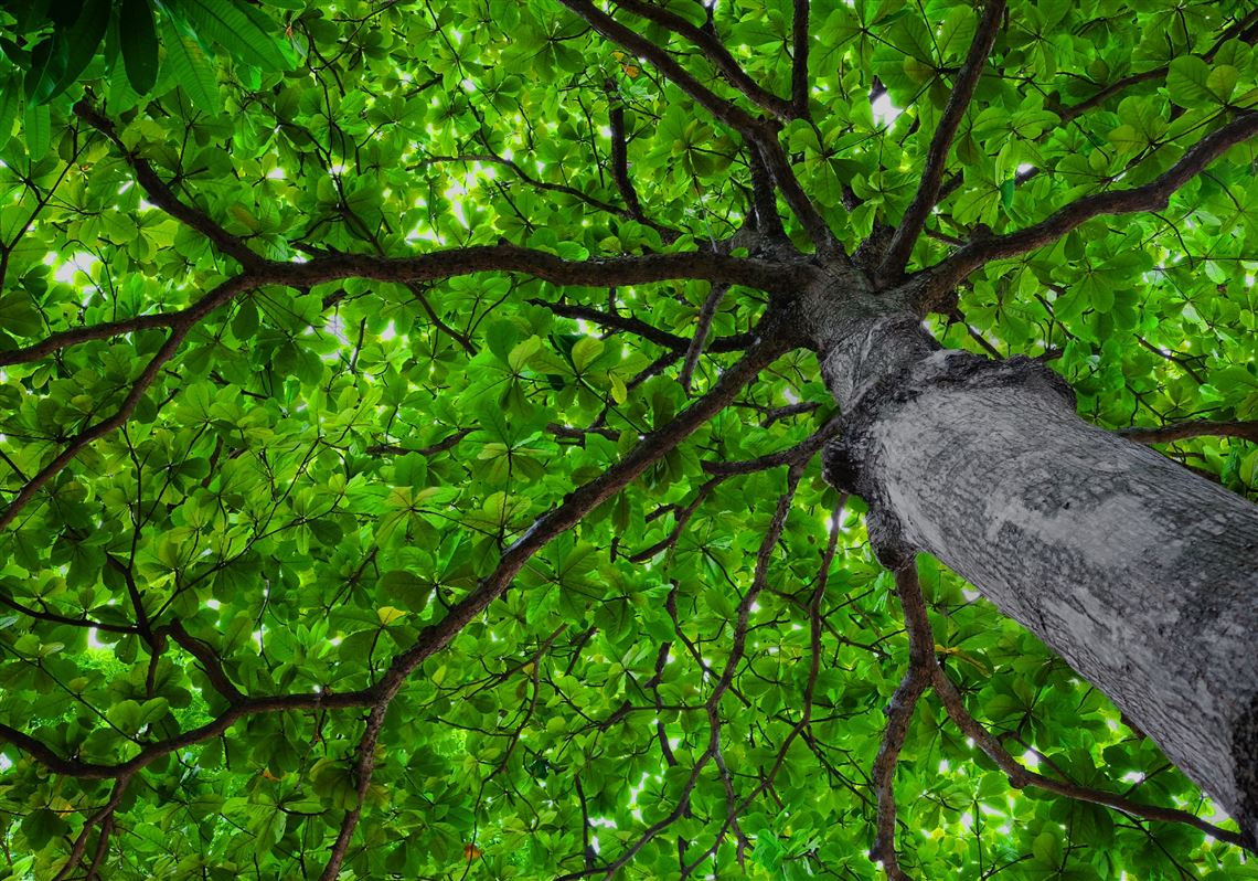 Bruce Beehler: Science may bring back America’s most valuable tree ...