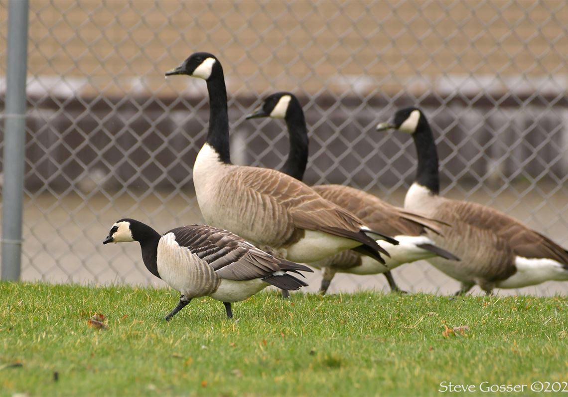 Rare goose stops to hang out with Canada geese in East Deer ...