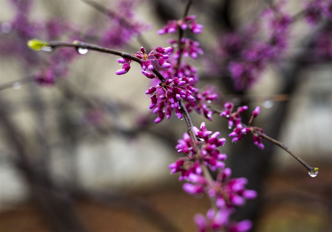 Pittsburgh redbuds inspired by Washington, D.C., cherry blossoms start ...