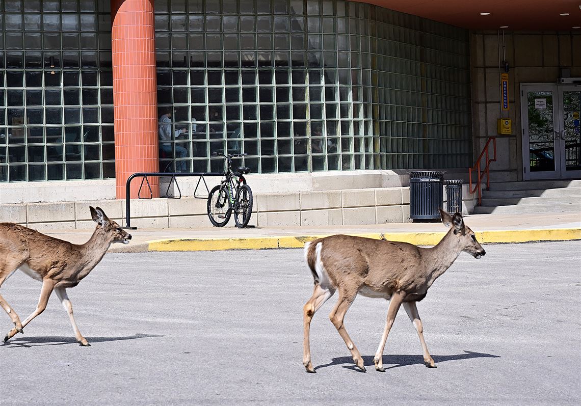 With deer overpopulation in Allegheny County, Ross Twp. considers sharpshooters | Pittsburgh ...