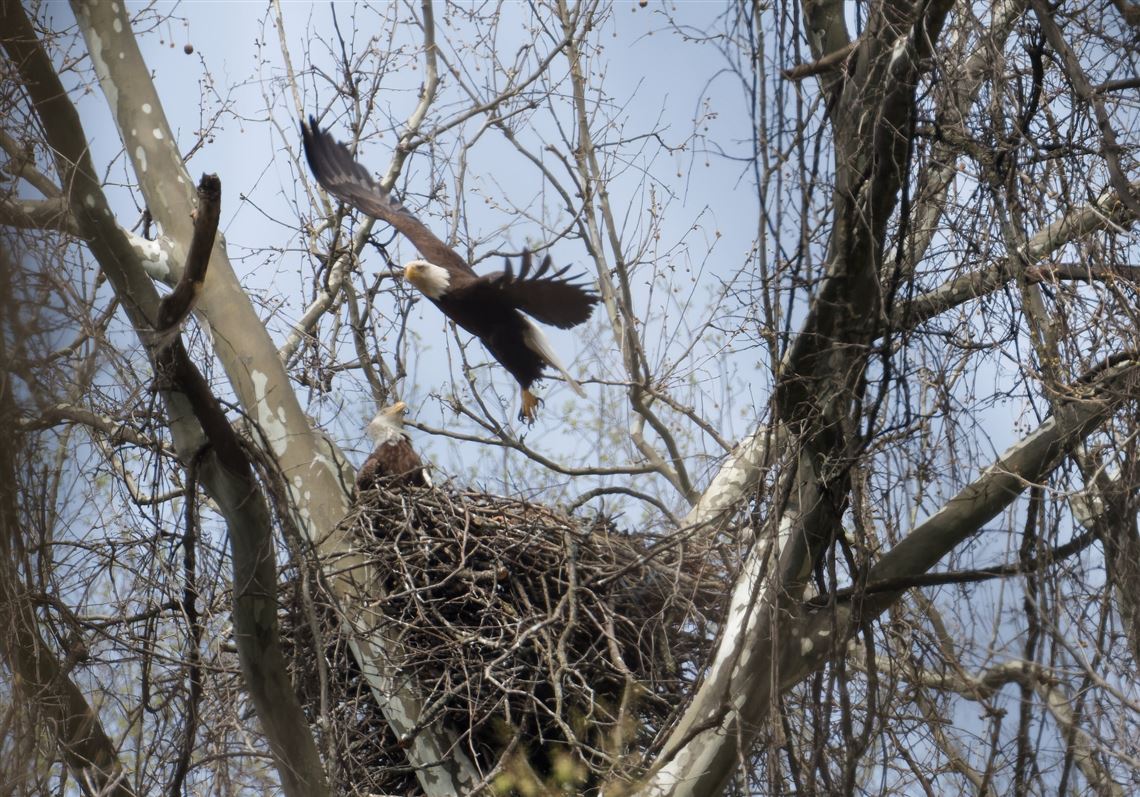 Pittsburgh bald eagles’ ‘secret nest’ found across Mon River from ...