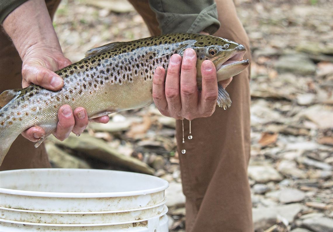 Stephanie Wein and Jason Ortitay: Our wildlife needs humans to connect ...