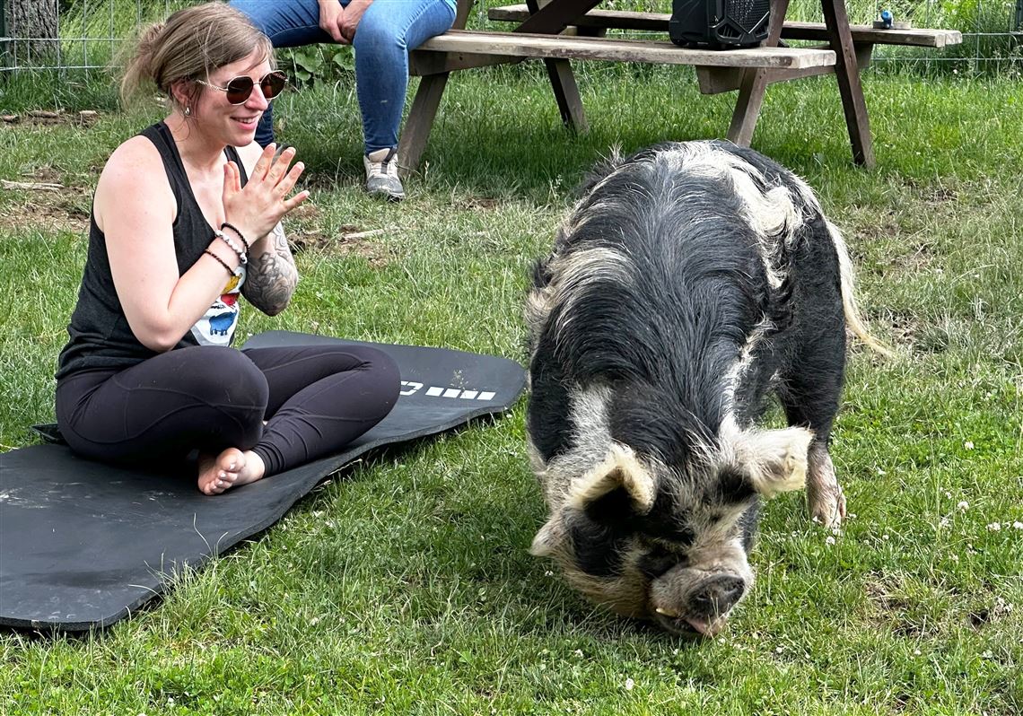 Stretching with the swine of Frazer's Pigsburgh Squealers: This is pig ...