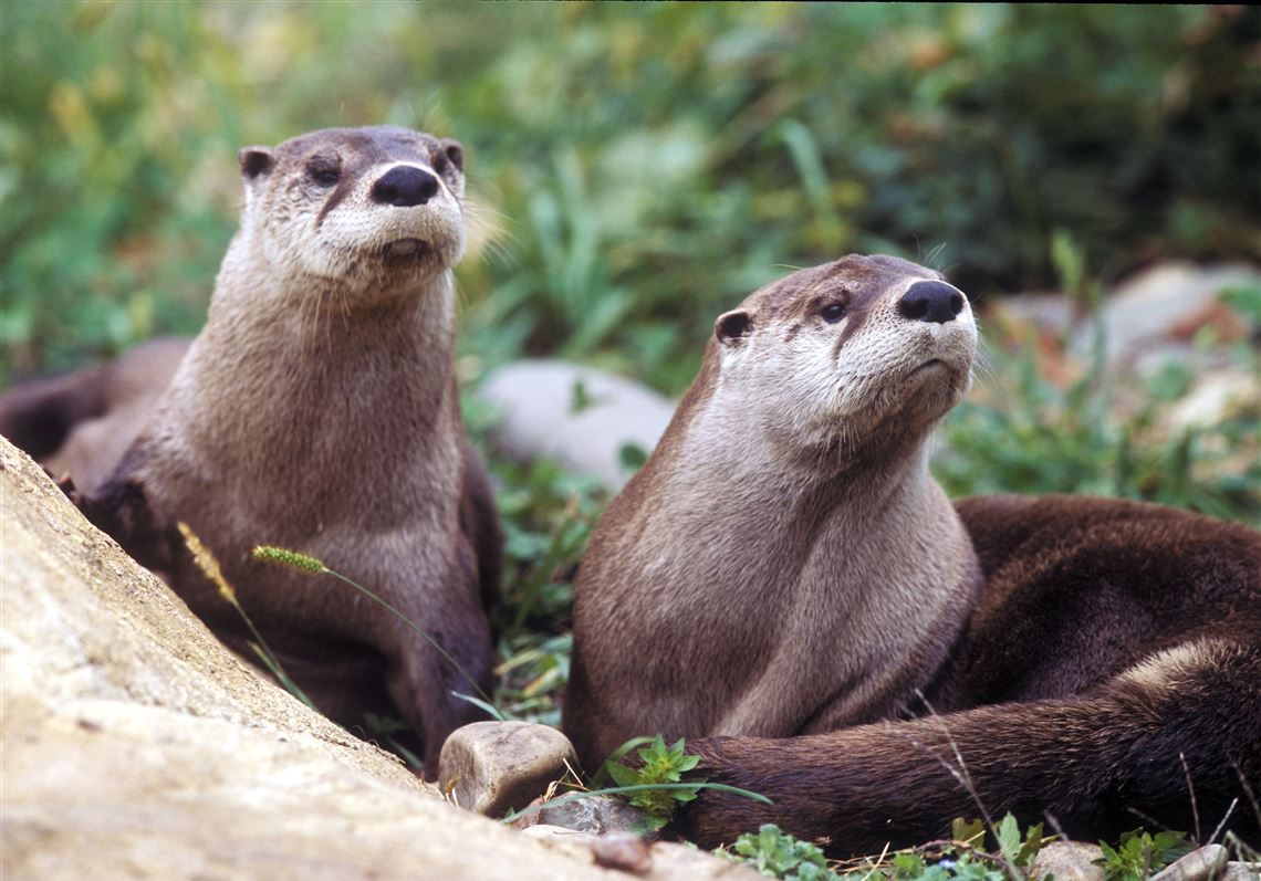 Editorial: Welcome back, otter | Pittsburgh Post-Gazette