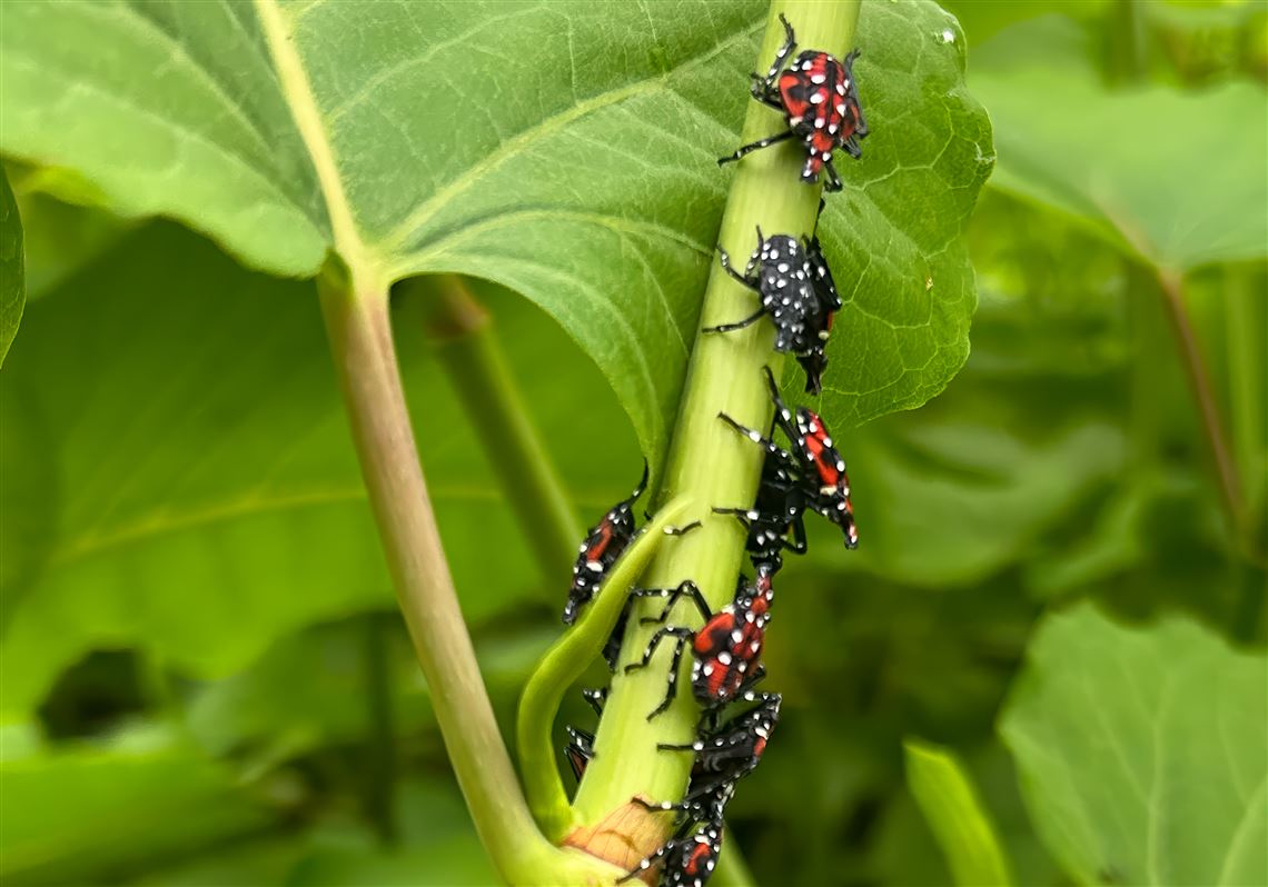 Spotted lanternflies are back in the Pittsburgh area — and they'll be staying awhile ...