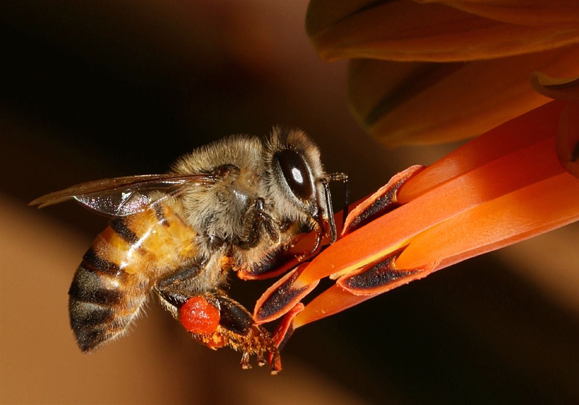 Gene Collier: For a moment, let's not bee terrorized | Pittsburgh Post ...