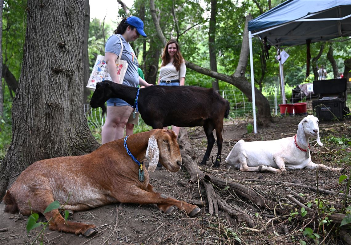 Seventh annual Goat Fest celebrates a local triumph over invasive ...
