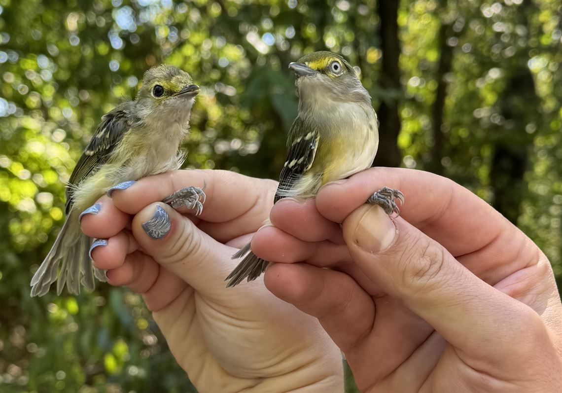City birds outnumber suburban and country cousins in this count ...