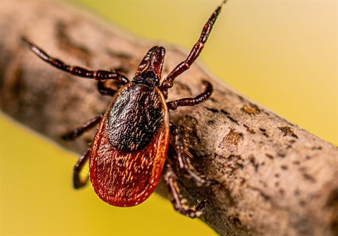 Tiny ticks, big problems: Lyme is just one of many dangers in Western ...